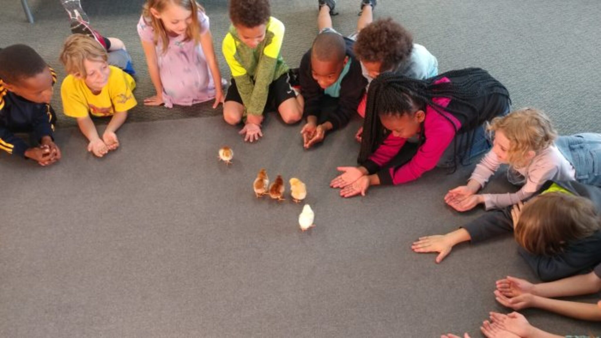 A Primer on Hatching and Raising Chicks in School - Backyard Poultry